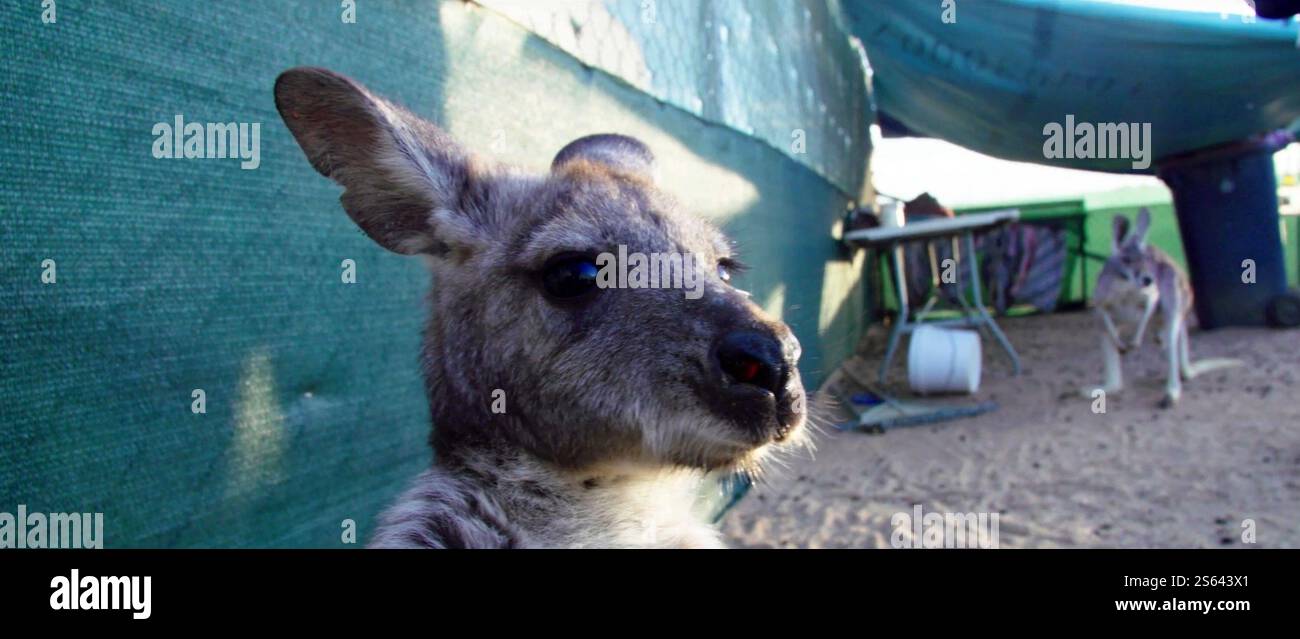 CHASING ROO, 2024. © Spin Film / courtesy Everett Collection Stock ...