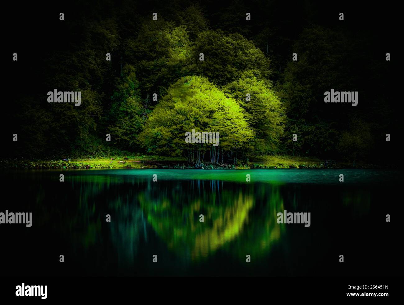 The magical tree Stock Photo - Alamy