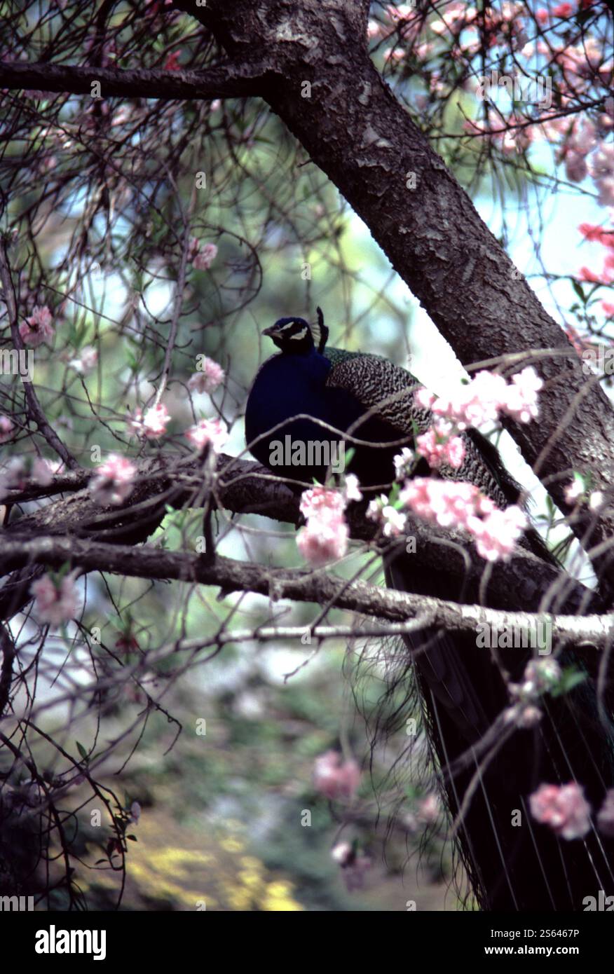 Arcadia, CA. 1981. Los Angeles County Arboretum and Botanic Garden ...