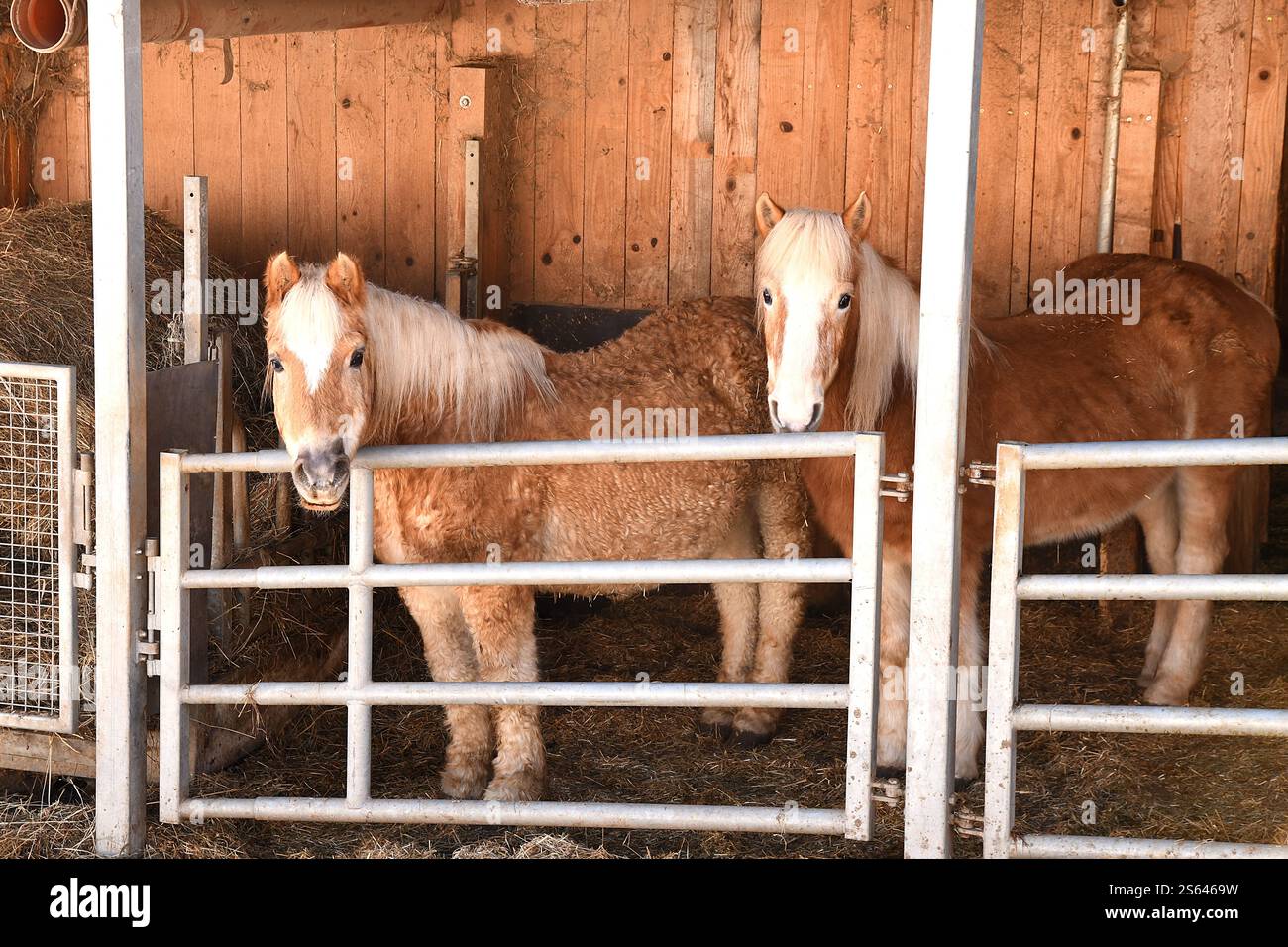 The image shows two ponies Stock Photo - Alamy