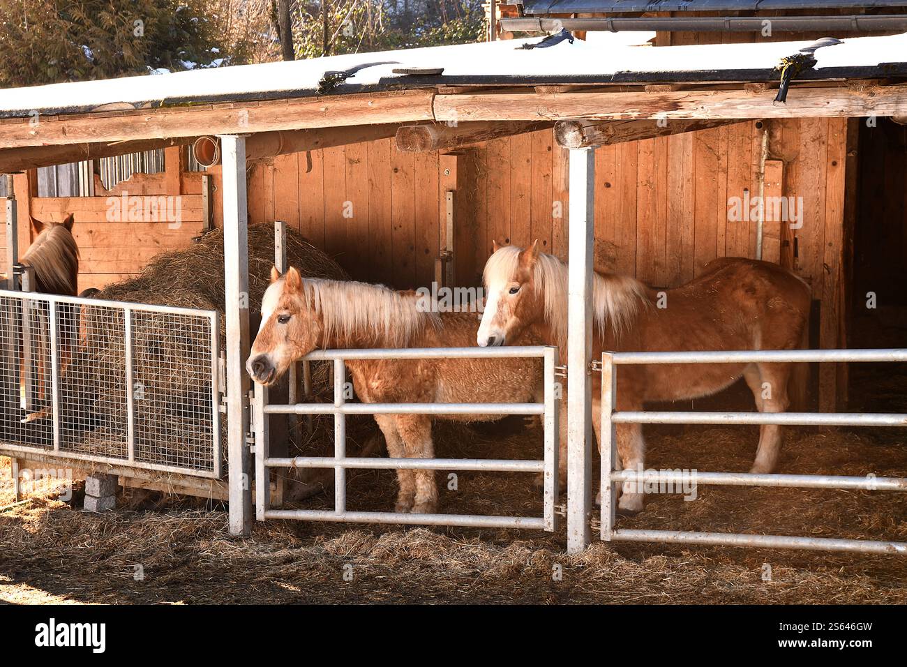 The image shows two ponies Stock Photo - Alamy