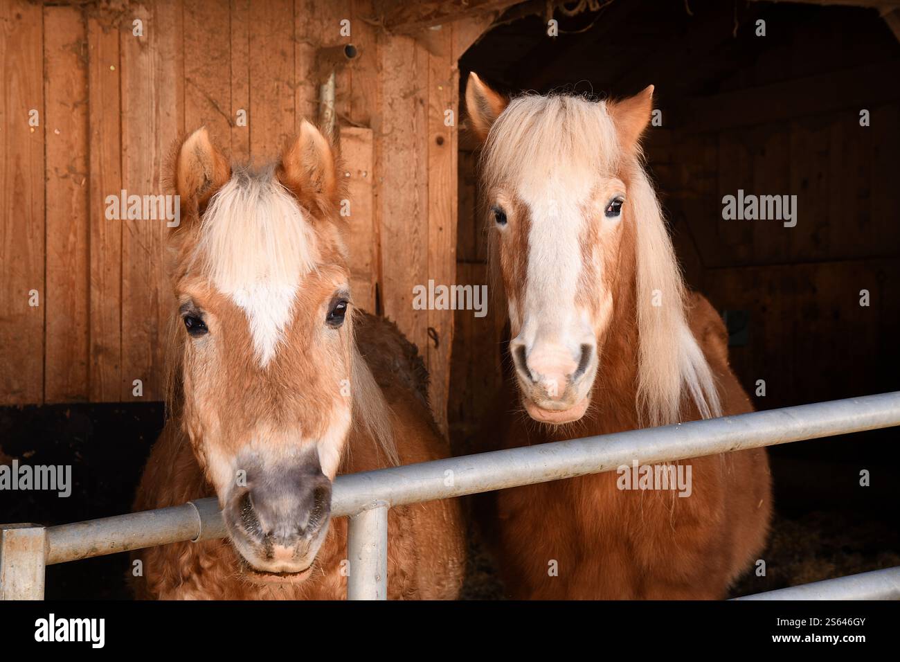 The image shows two ponies Stock Photo - Alamy