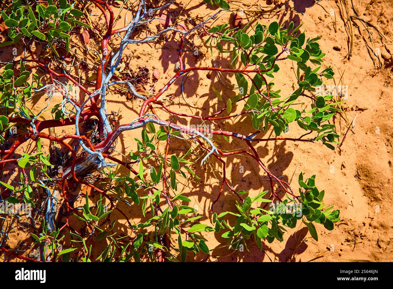 Vibrant Desert Shrub with Red Stems in Sandy Terrain Overhead View ...