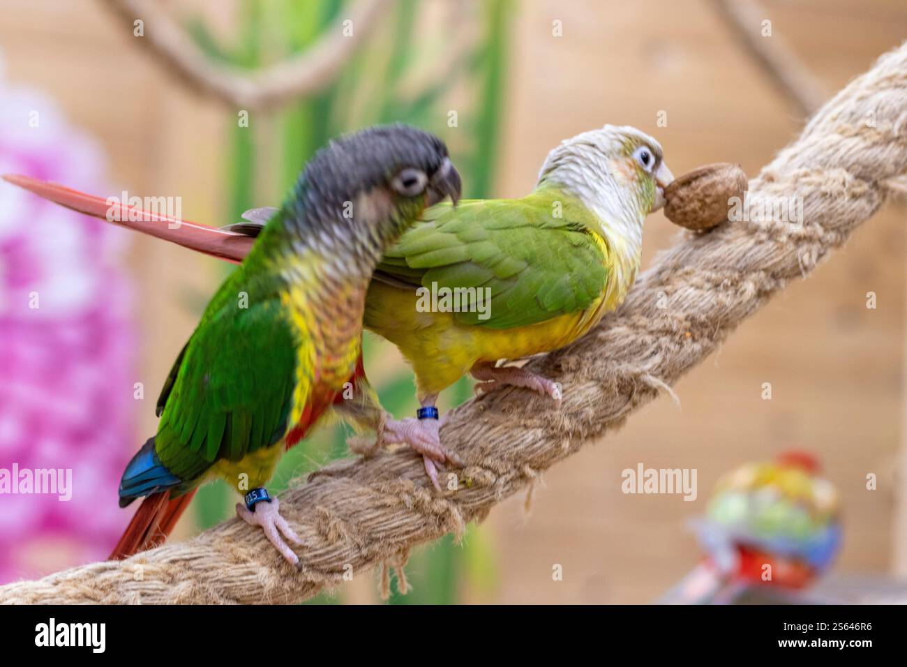 Close up shot of the green cheeked parakeets Stock Photo - Alamy