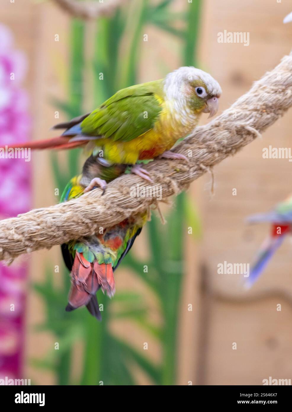 Close up shot of the green cheeked parakeets Stock Photo - Alamy