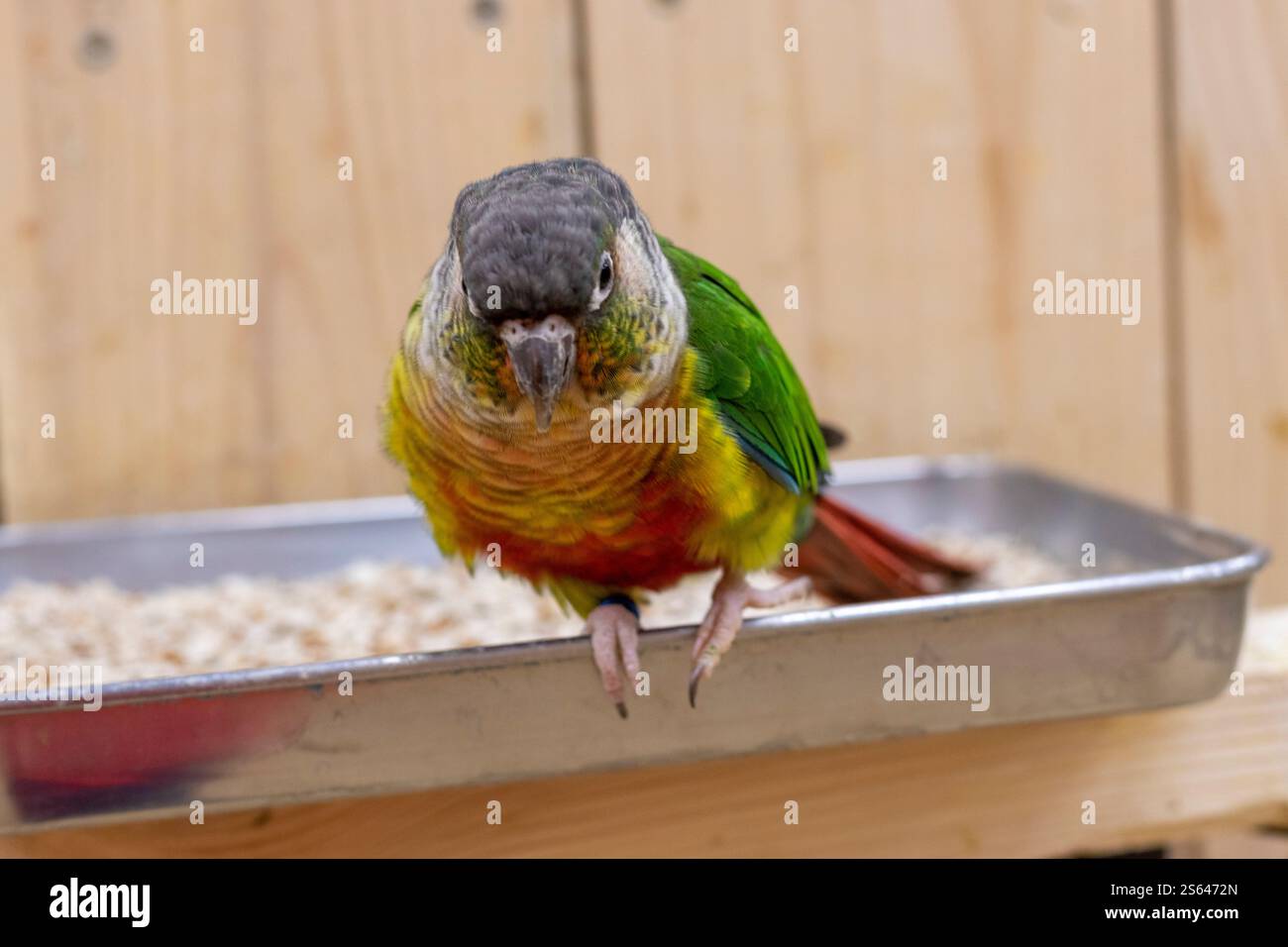 Green cheeked parakeet close hi-res stock photography and images - Alamy