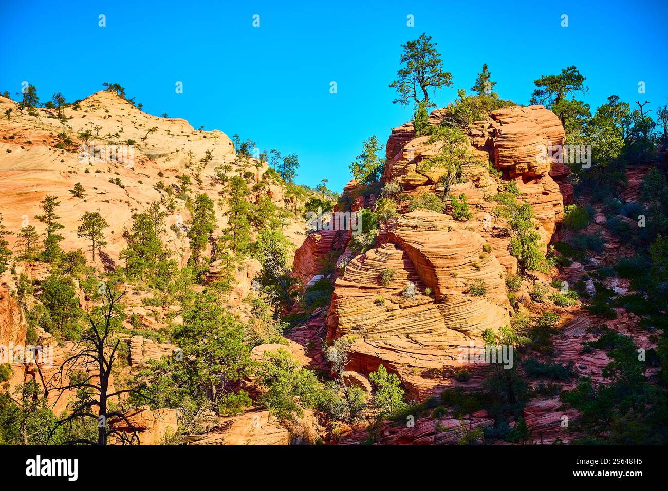 Zion Red Rock Towers and Pine Trees Eye-Level View Stock Photo - Alamy