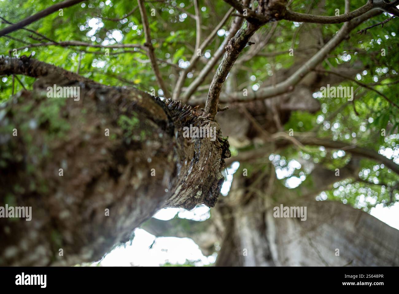The "Tree of Life" in Parque La Ceiba de Vieques, Vieques, Puerto Rico ...