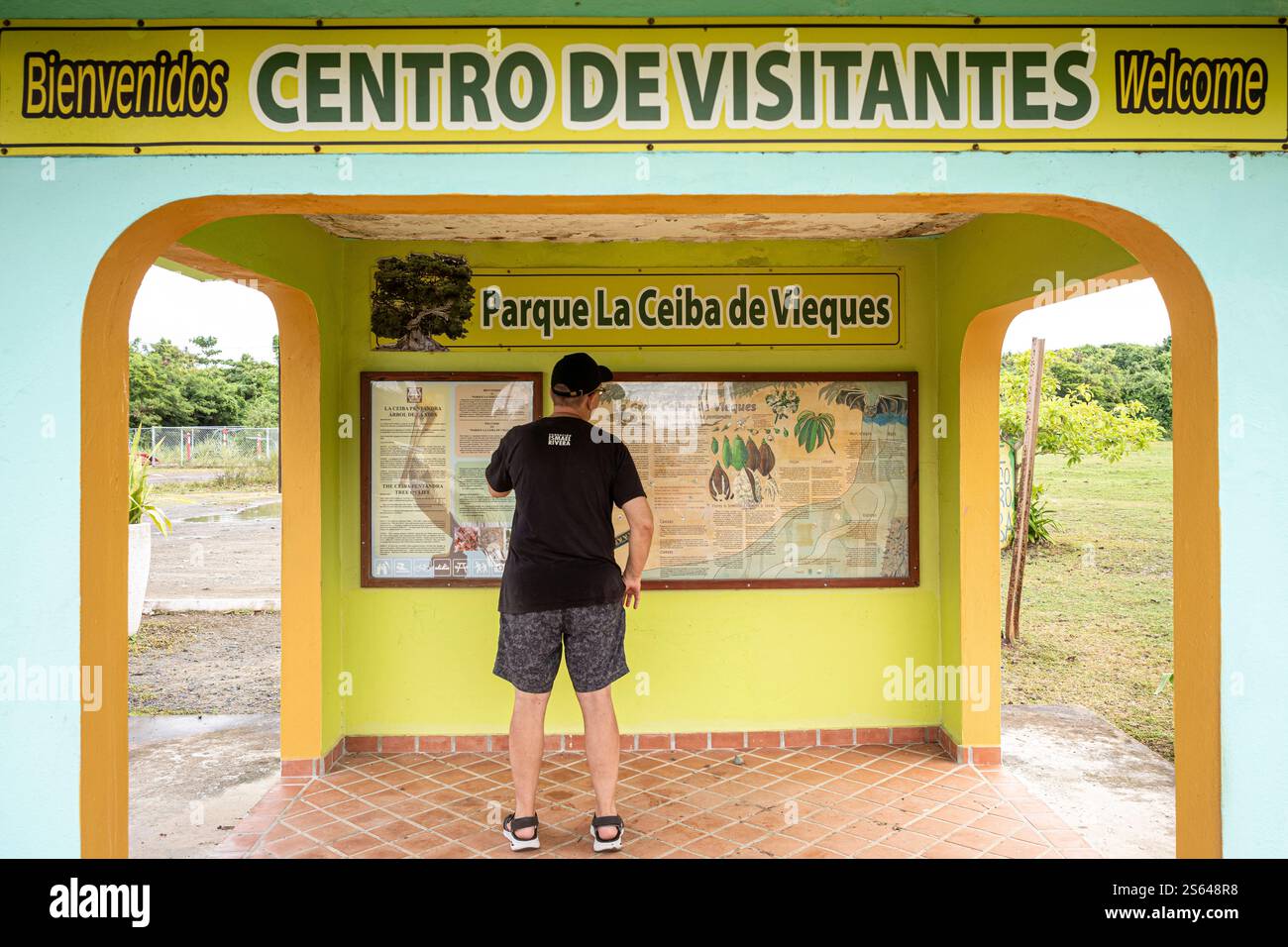 The "Tree of Life" in Parque La Ceiba de Vieques, Vieques, Puerto Rico ...