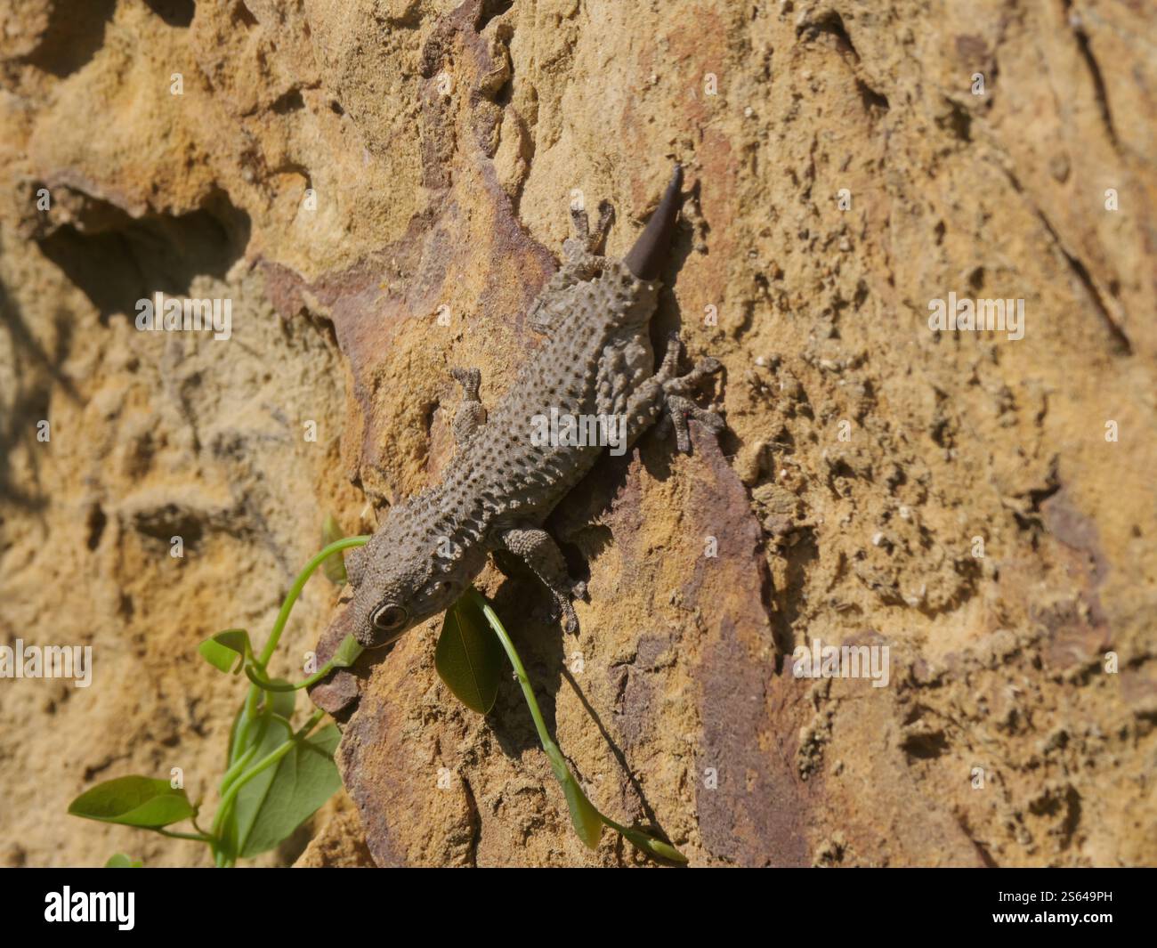 A common wall gecko Tarentola mauritanica warms up in the sunshine on a ...