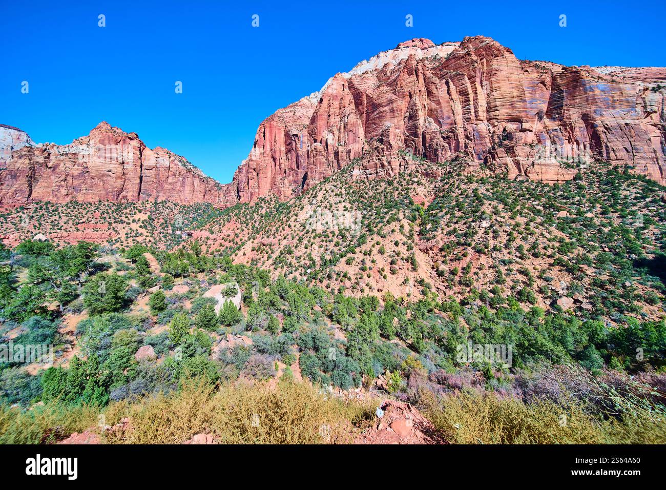 Zion National Park Red Rock Cliffs with Desert Vegetation Panoramic ...