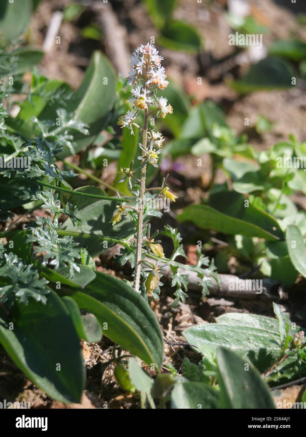 Rapunzel mignonette hi-res stock photography and images - Alamy