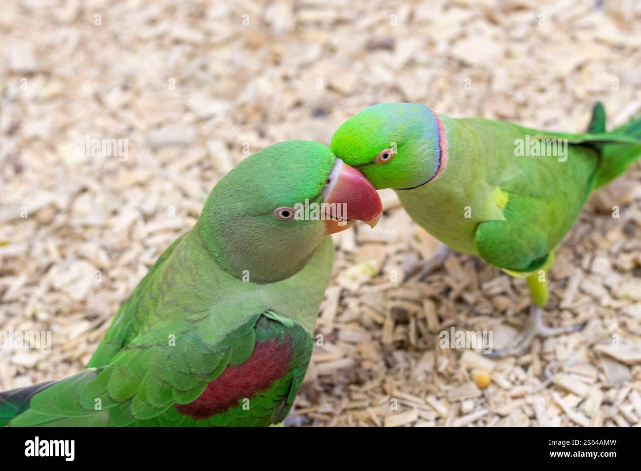 Parrots curved beak hi-res stock photography and images - Alamy