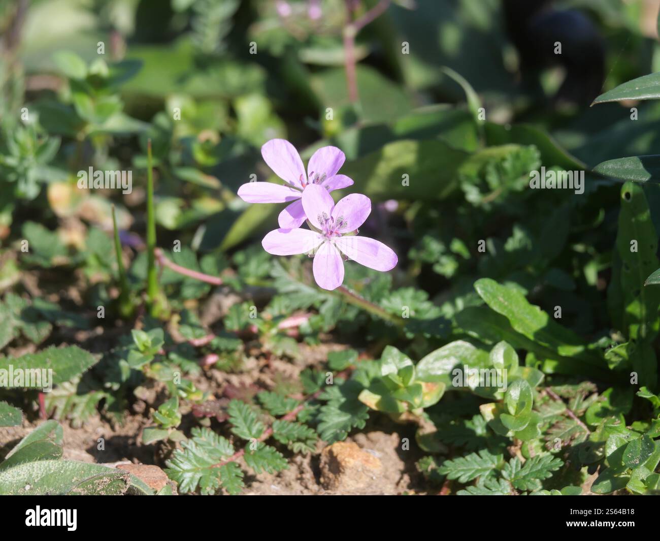 Common Heron's-bill Erodium cicutarium flowers pink in February above ...