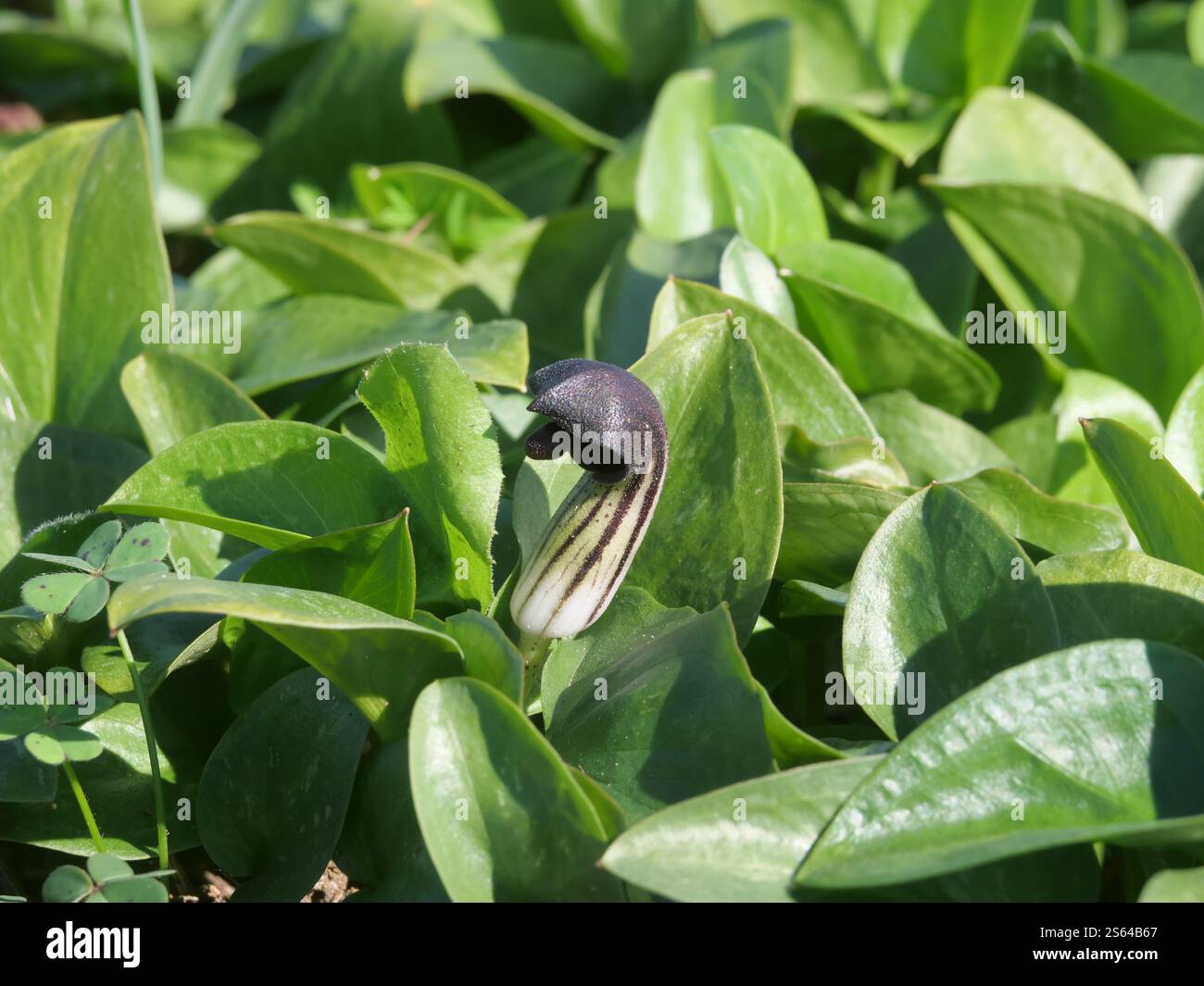 The common crosier Arisarum vulgare blooms in early February above ...