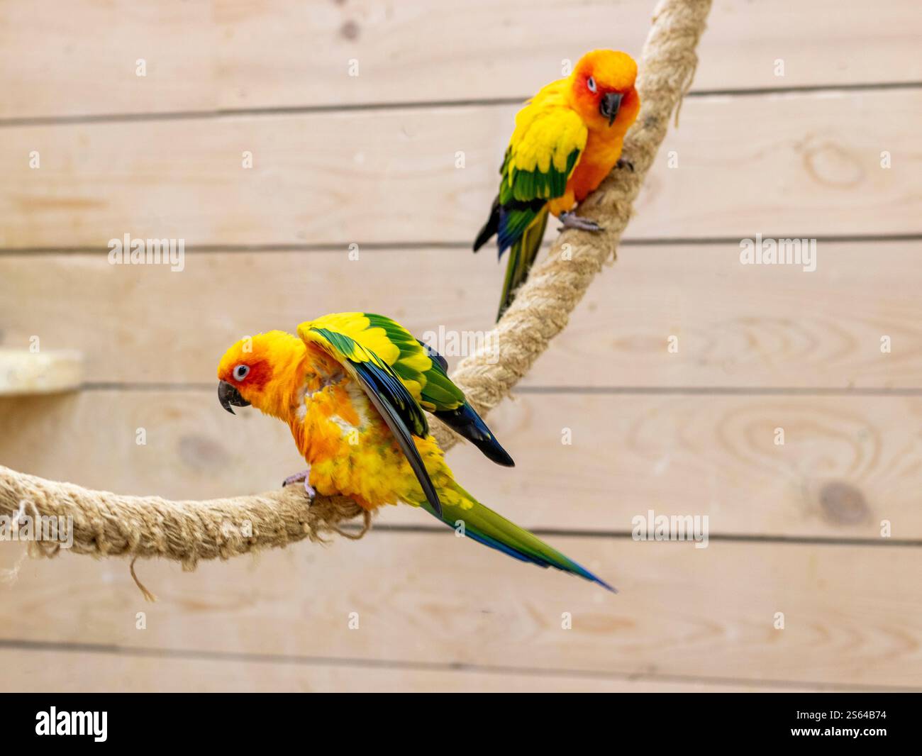 Conures hi-res stock photography and images - Alamy