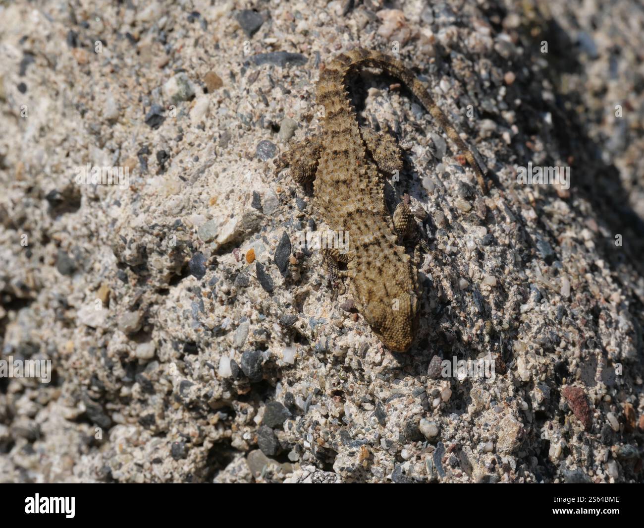 A common wall gecko Tarentola mauritanica warms up in the sunshine on a ...
