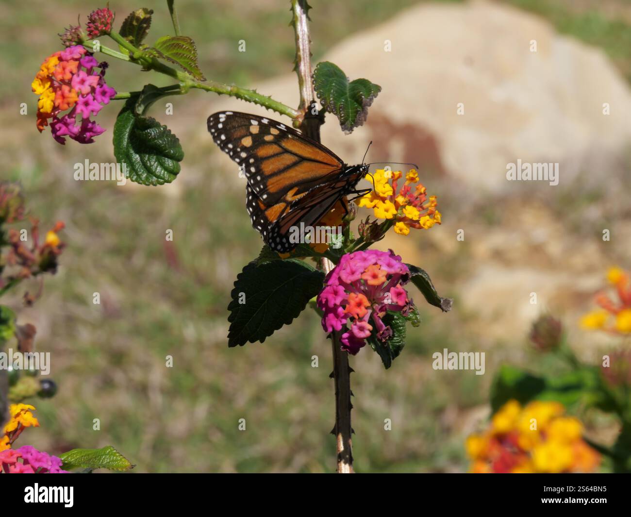 Monarch butterfly in Europe on a lantana in early February on the ...