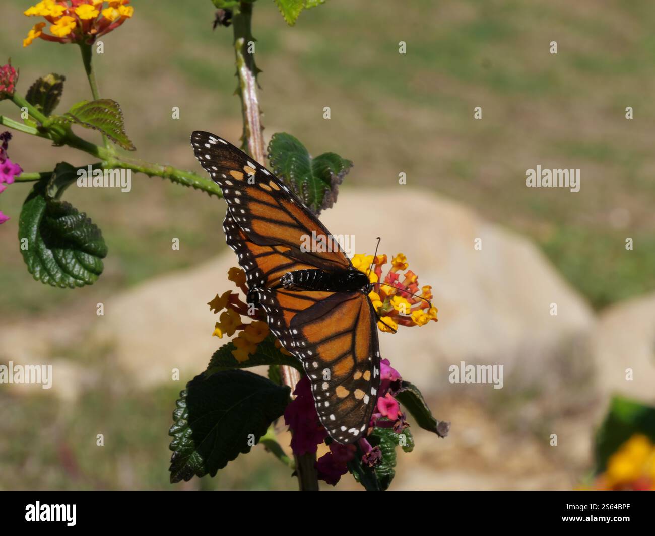 Monarch butterfly in Europe on a lantana in early February on the ...