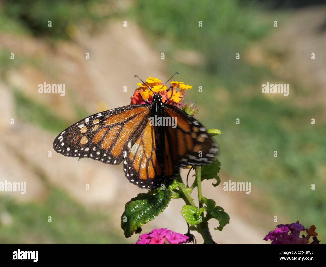 Monarch butterfly in Europe on a lantana in early February on the ...