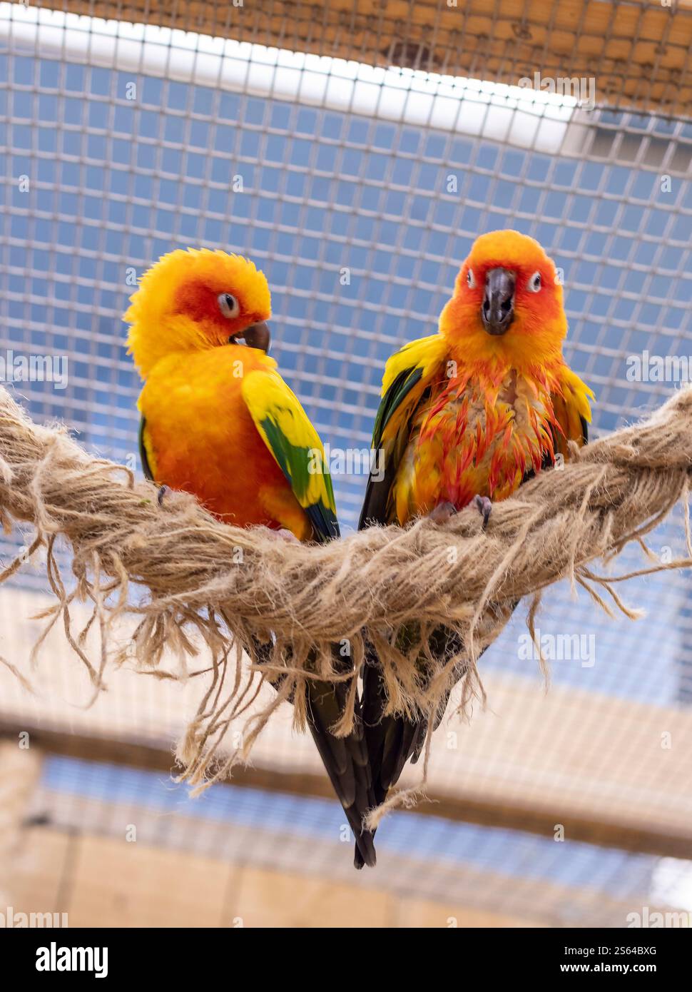 Conures hi-res stock photography and images - Alamy