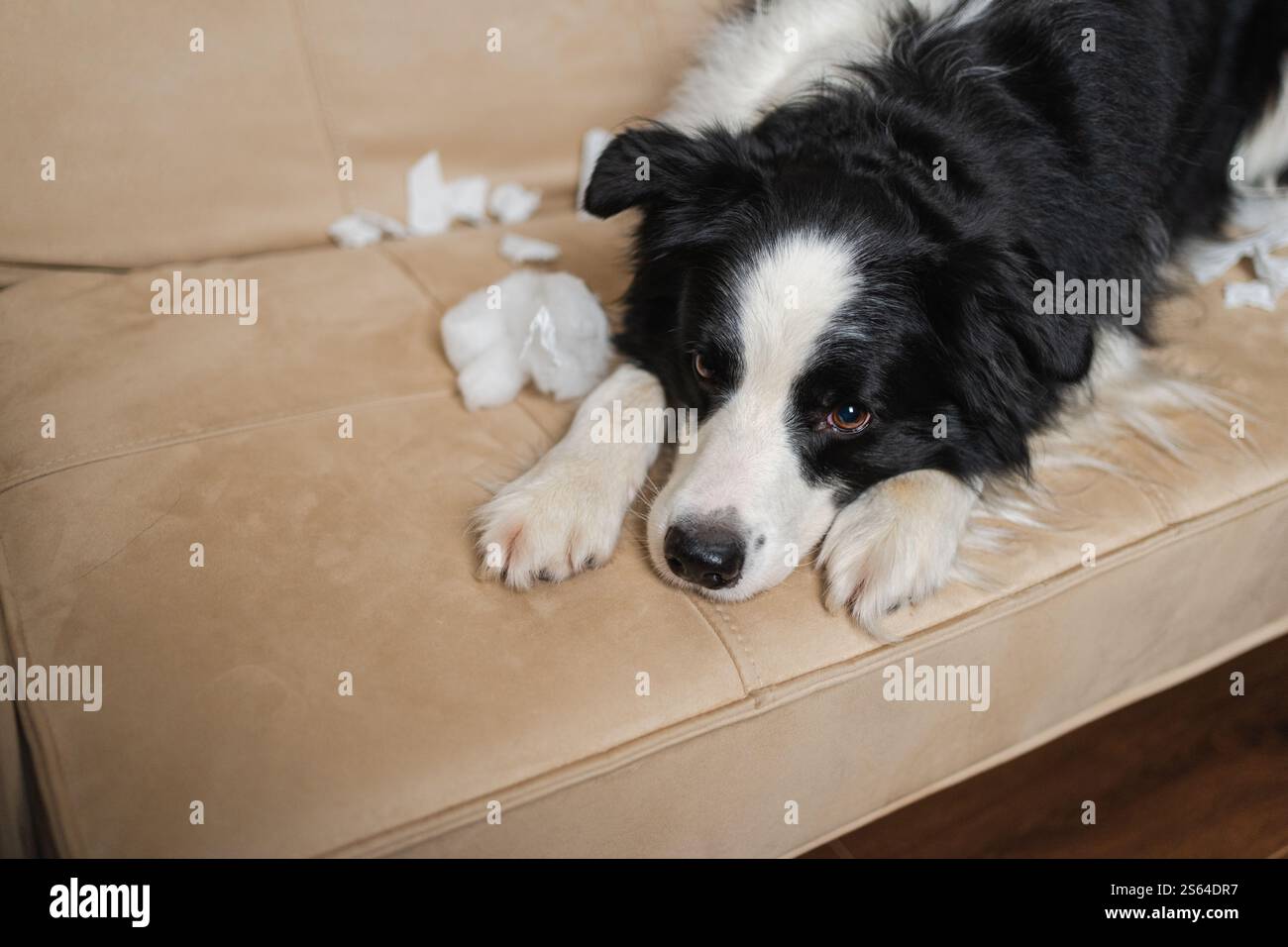 Naughty playful puppy dog border collie after mischief biting paper ...