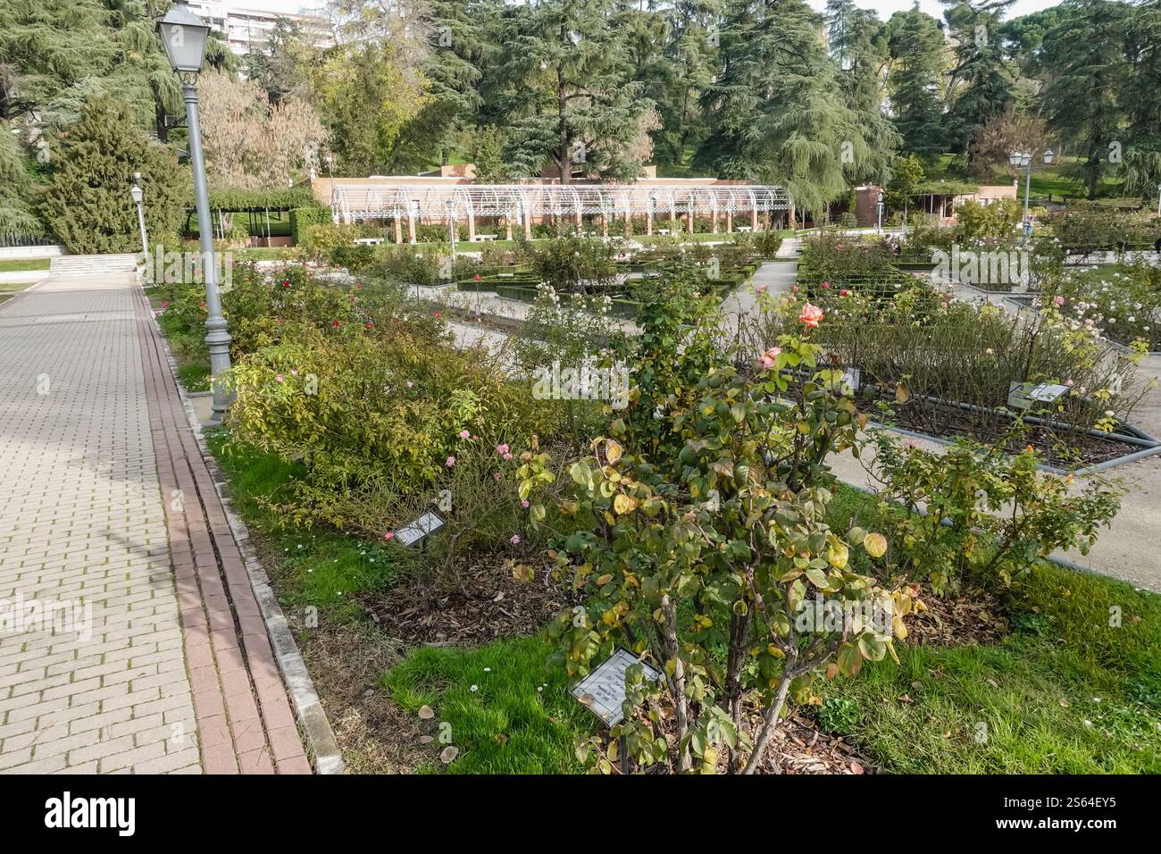 Rosaleda del Parque del Oeste in Madrid: A Beautiful Rose Garden with a ...