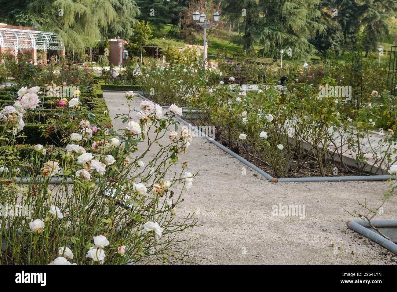 Rosaleda del Parque del Oeste in Madrid: A Beautiful Rose Garden with a ...