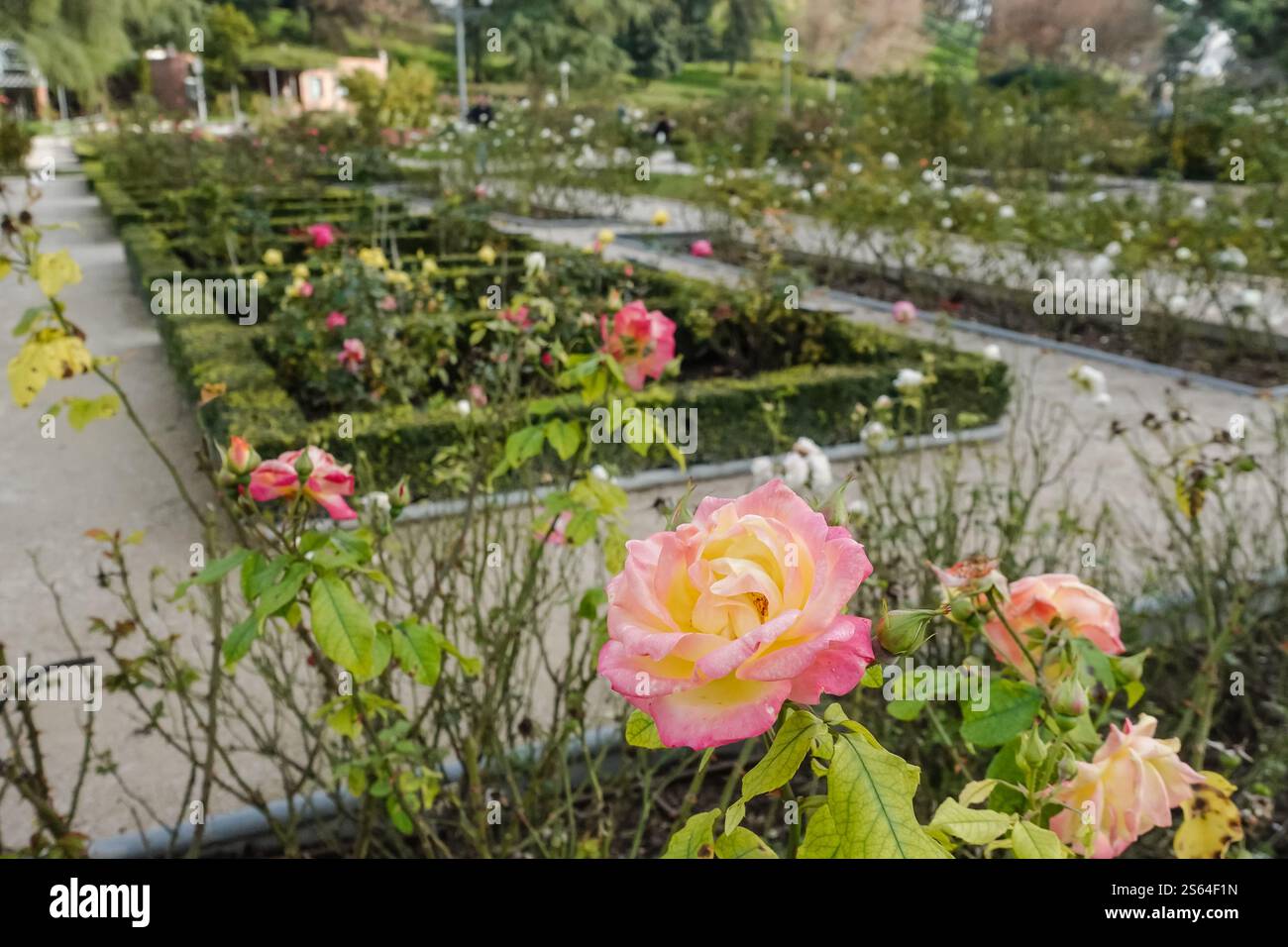 Rosaleda del Parque del Oeste in Madrid: A Beautiful Rose Garden with a ...