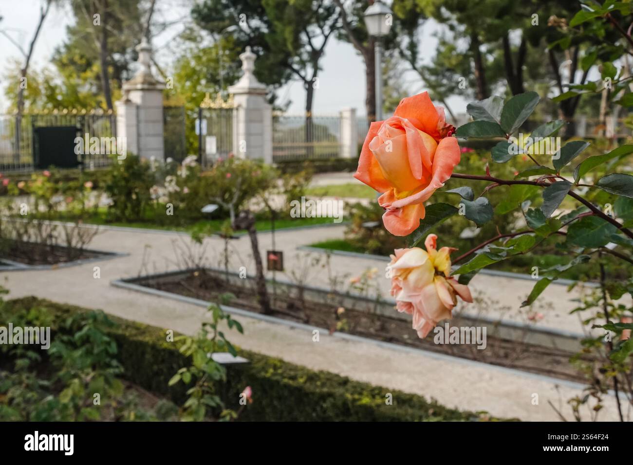 Rosaleda del Parque del Oeste in Madrid: A Beautiful Rose Garden with a ...