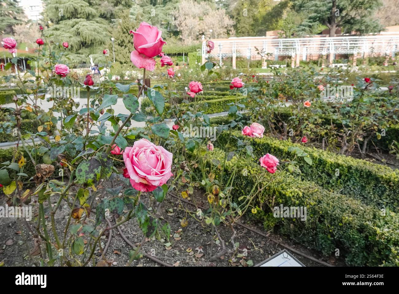 Rosaleda del Parque del Oeste in Madrid: A Beautiful Rose Garden with a ...