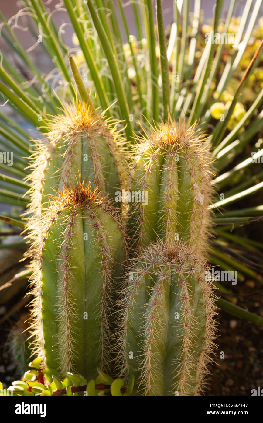 Close up cereus jamacaru, known as mandacaru or cardeiro is a cactus ...