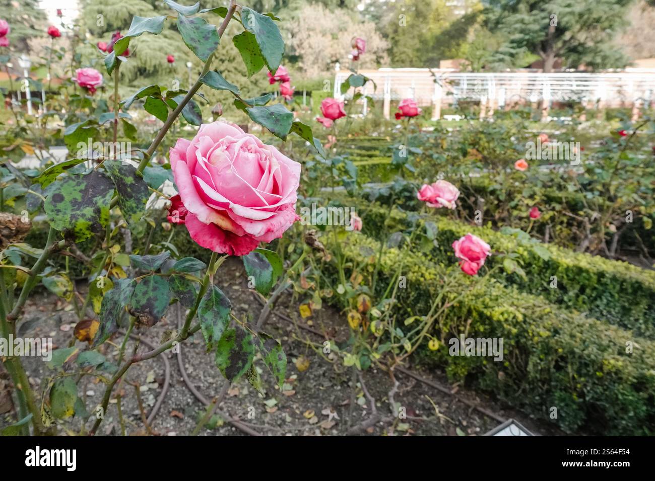 Rosaleda del Parque del Oeste in Madrid: A Beautiful Rose Garden with a ...