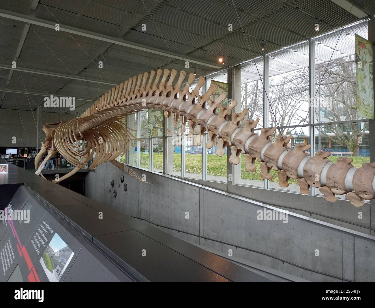 British Columbia, Vancouver, Canada - Mar 12 2022: Skeleton of a blue ...