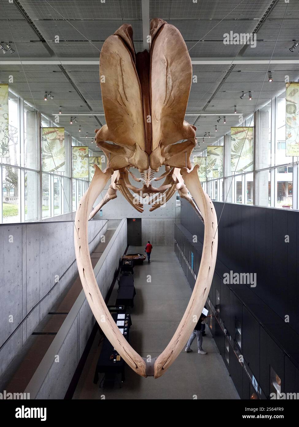 British Columbia, Vancouver, Canada - Mar 12 2022: Skeleton of a blue ...