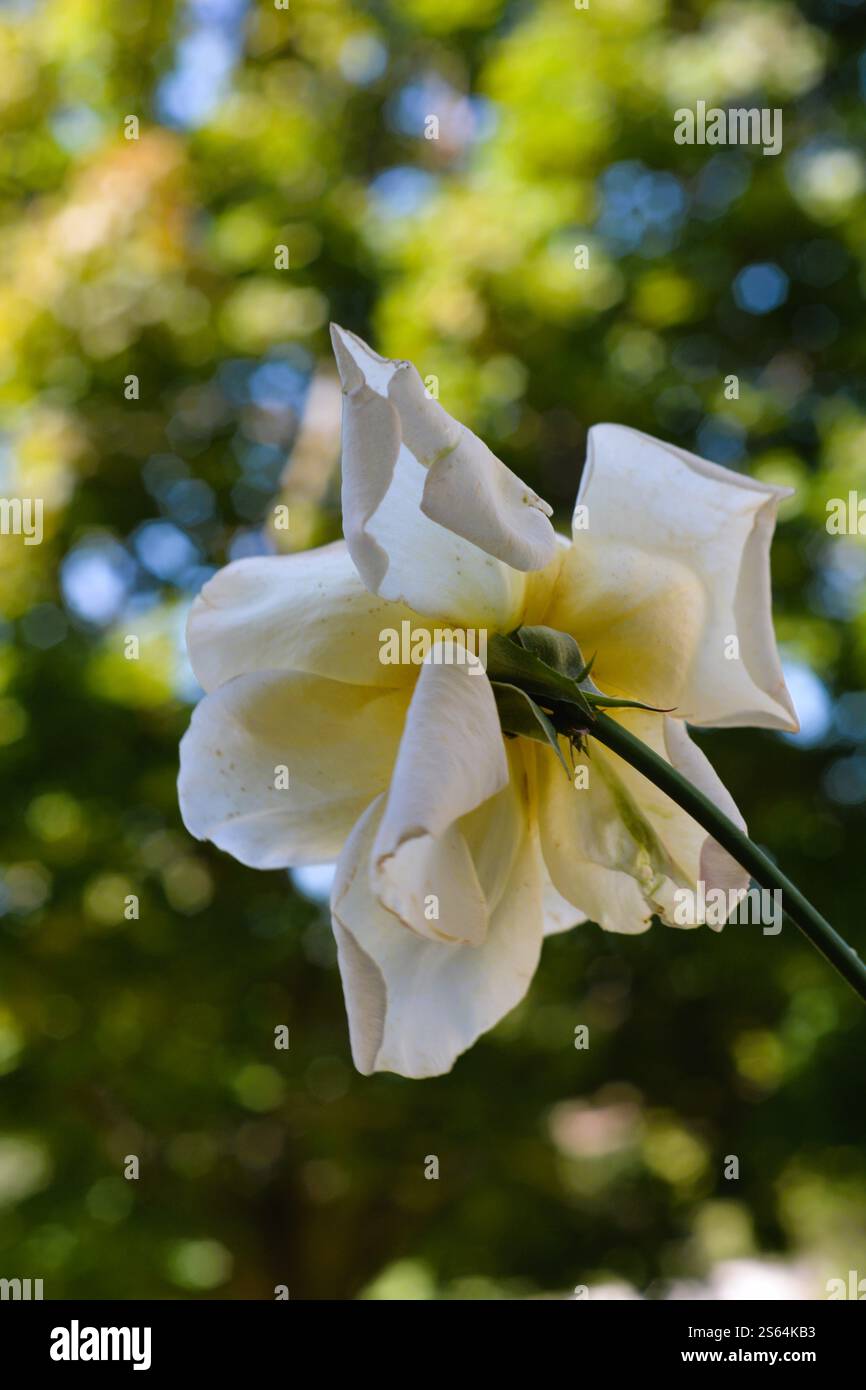 Unique perspective of the underside of a yellow rose bloom as it grows ...
