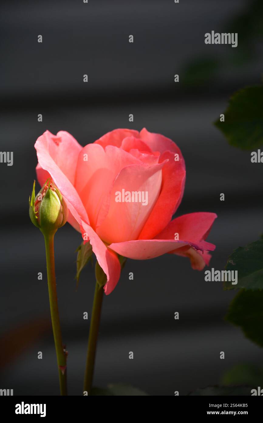 Beautiful single pink rose bloom and smaller rose bud in the sunshine ...