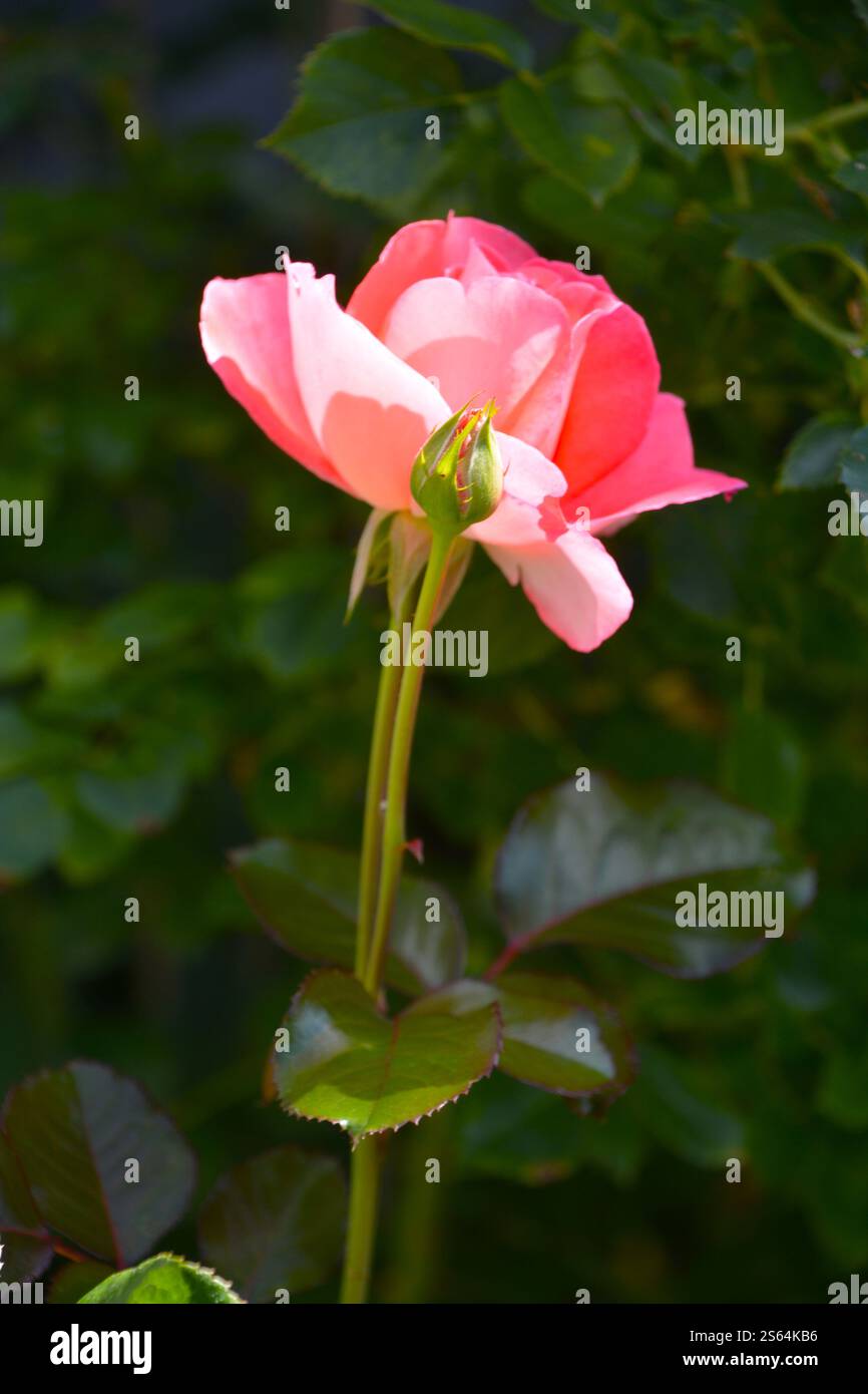 Beautiful single pink rose bloom and smaller rose bud in the sunshine ...