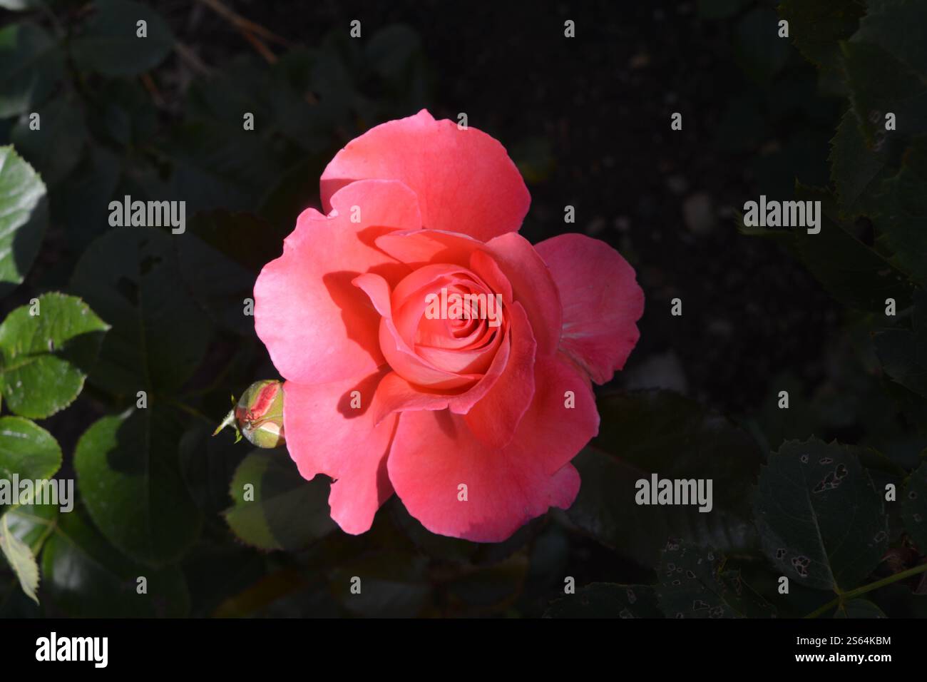 Beautiful single pink rose bloom in a unique mix of sun shine and ...