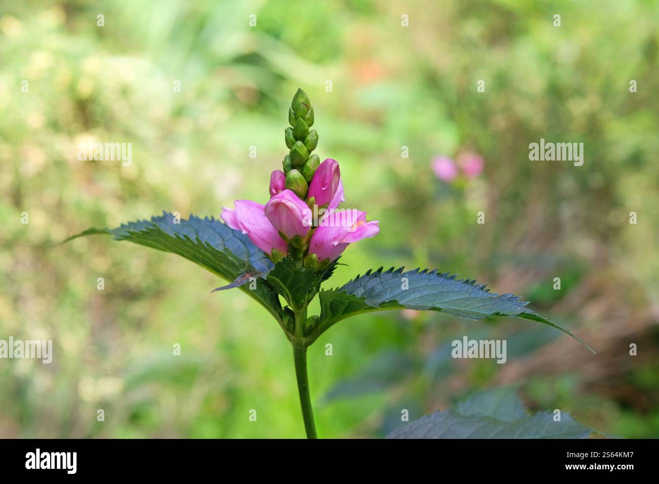 Chelone obliqua is blooming. Romantic plants. Turtlehead chelone ...