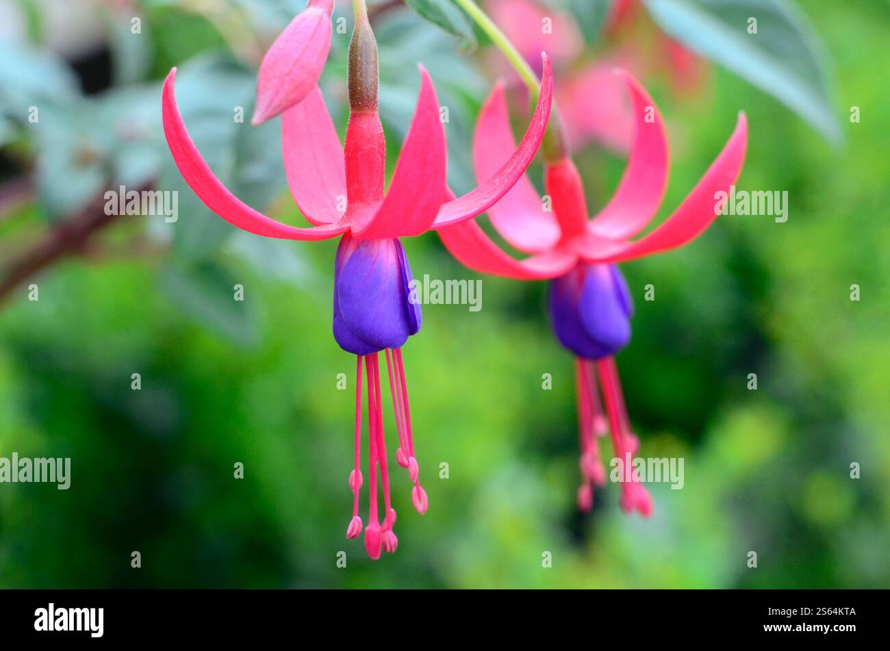 Fuchsia 'Baby Blue Eyes'RHS AGM. Awarded the RHS Award of Garden Merit ...