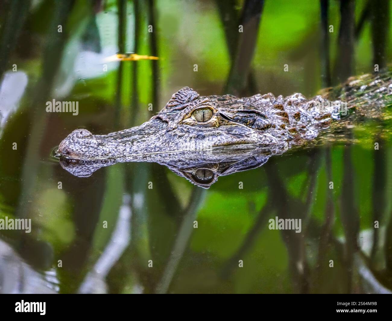 A spectacled caiman (Caiman crocodilus) also known as a crocodile ...