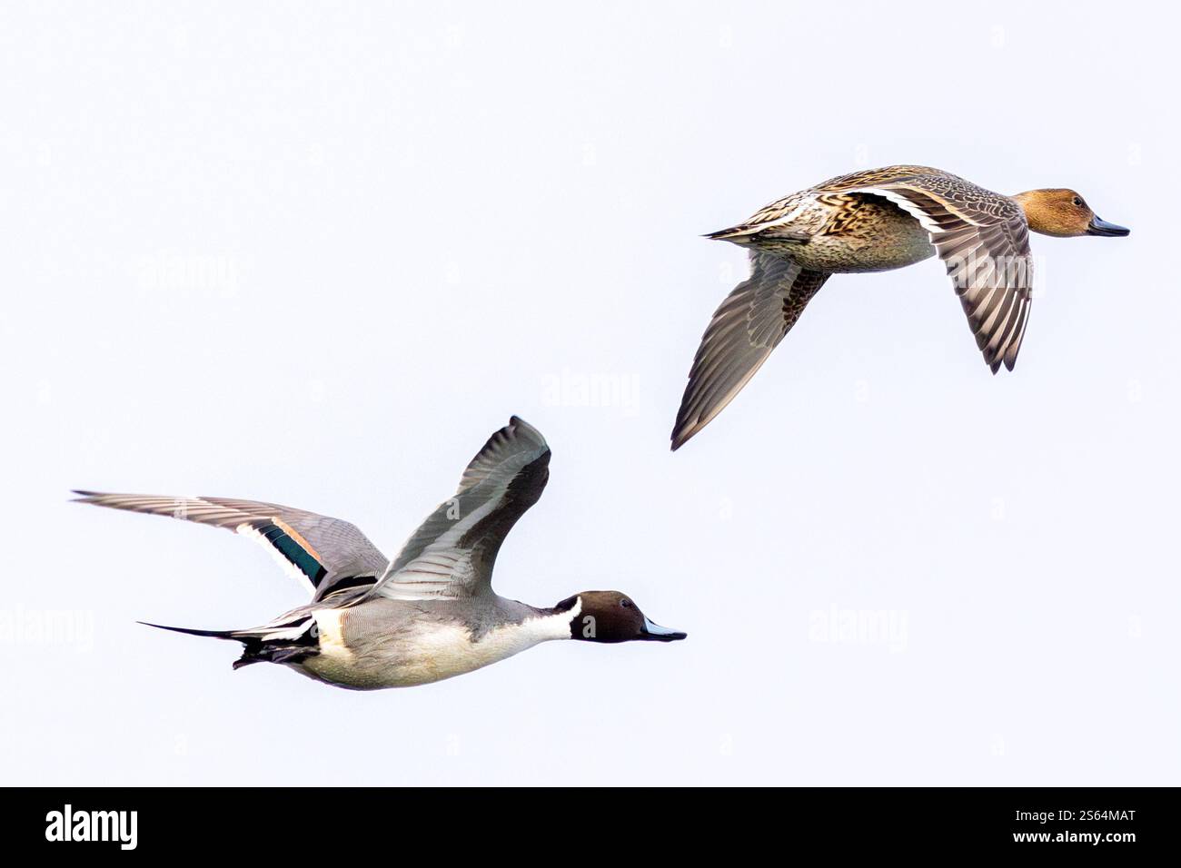 A female Northern Pintail Duck, Anas acuta, dabbling for aquatic plants ...