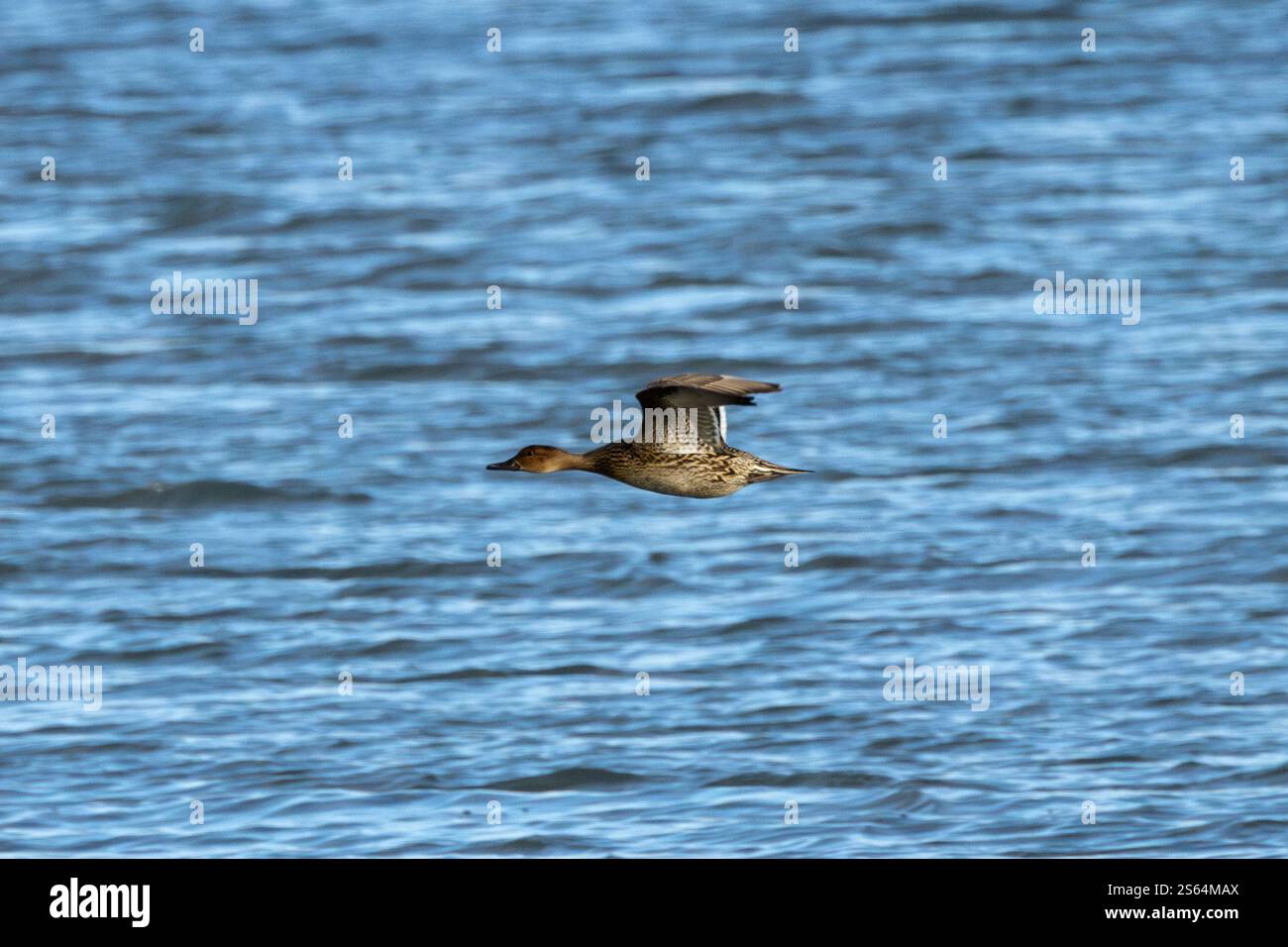 A female Northern Pintail Duck, Anas acuta, dabbling for aquatic plants ...