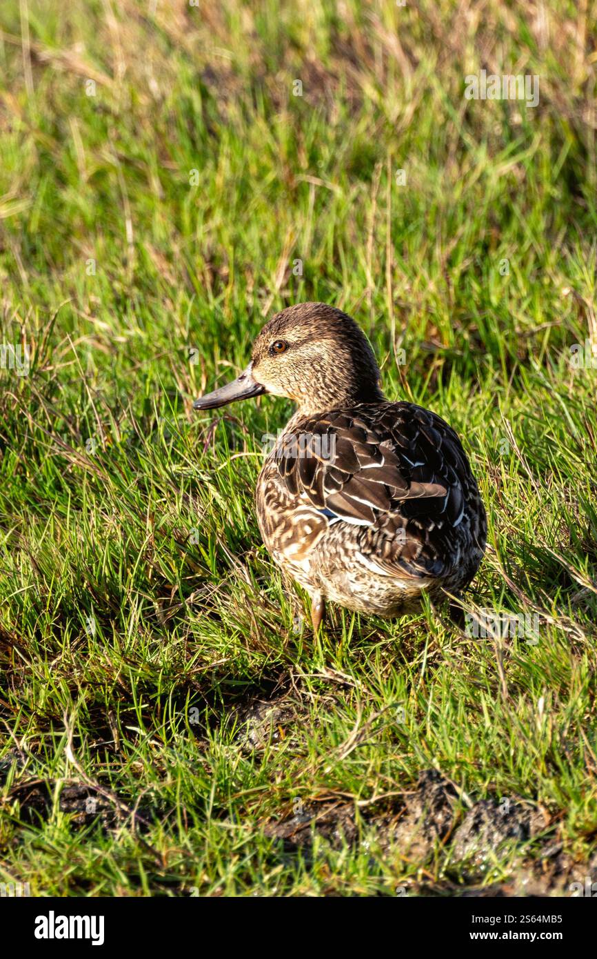 A female Northern Pintail Duck, Anas acuta, dabbling for aquatic plants ...