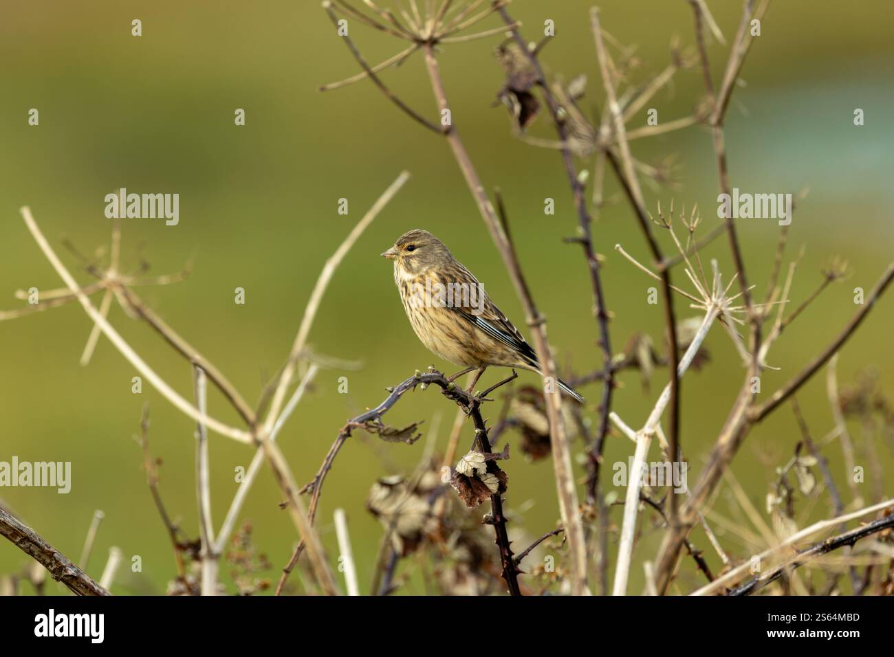 Female Common Linnet, a seed-eating passerine bird, photographed in the ...