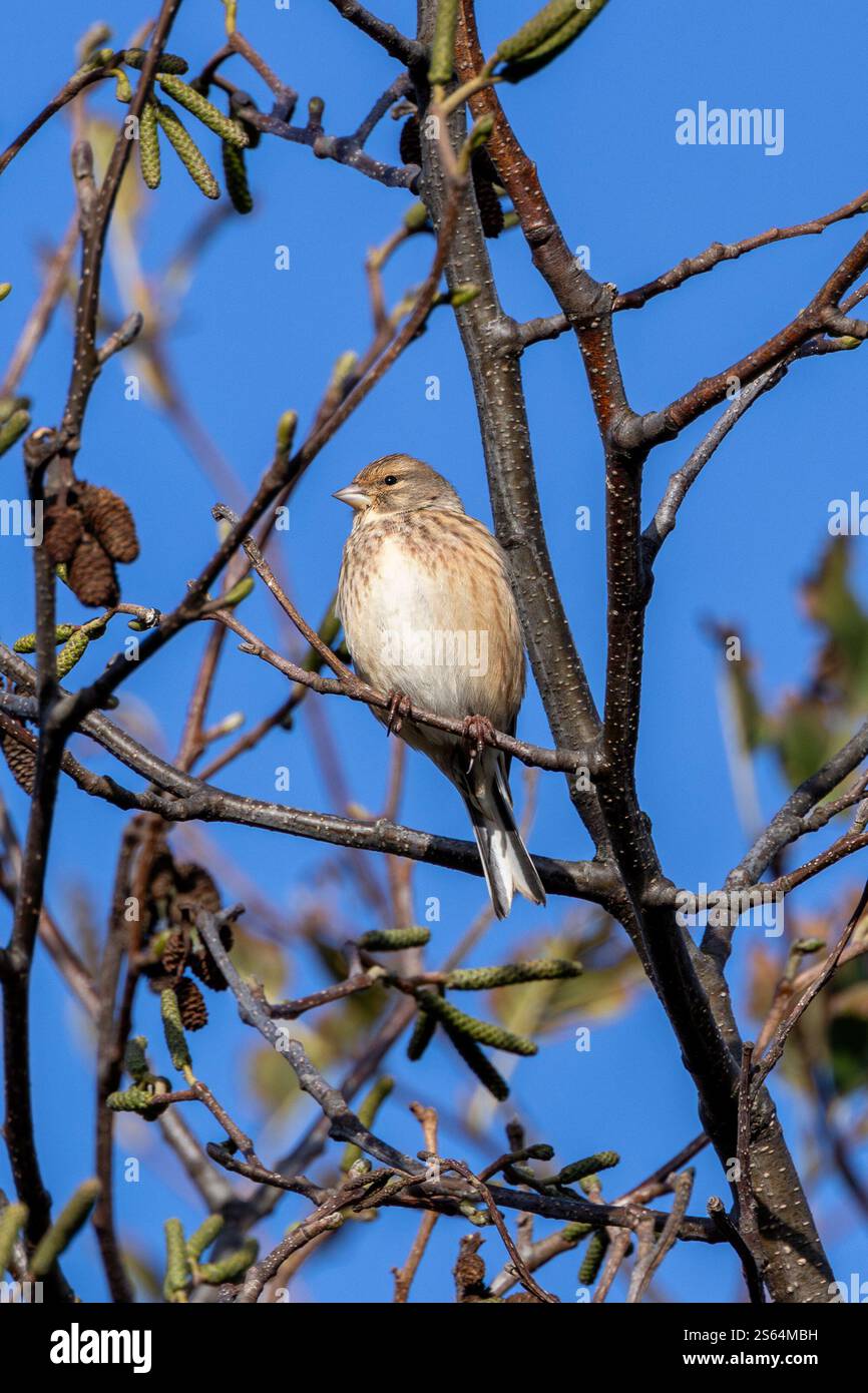 Female Common Linnet, a seed-eating passerine bird, photographed in the ...