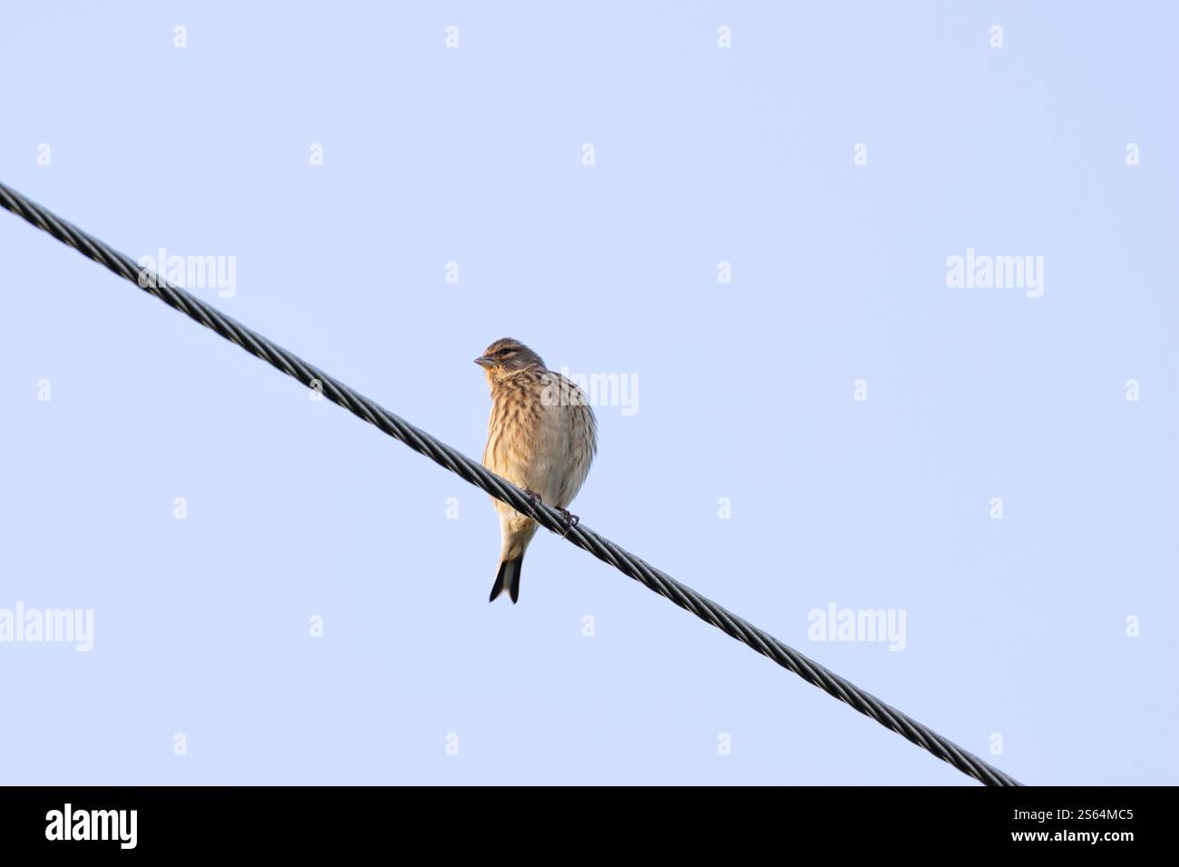 Female Common Linnet, a seed-eating passerine bird, photographed in the ...