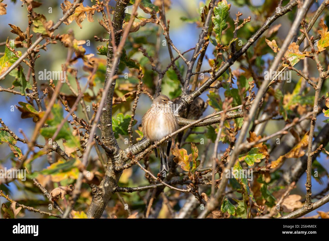 Female Common Linnet, a seed-eating passerine bird, photographed in the ...