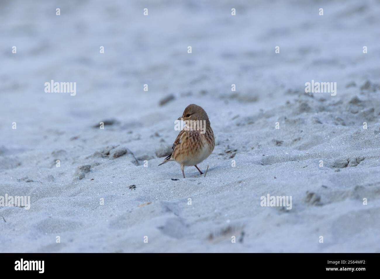 Female Common Linnet, a seed-eating passerine bird, photographed in the ...